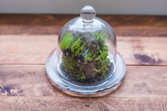 10 Moss Terrariums to Bring The Outdoors Into Your Home - Love & Lavender